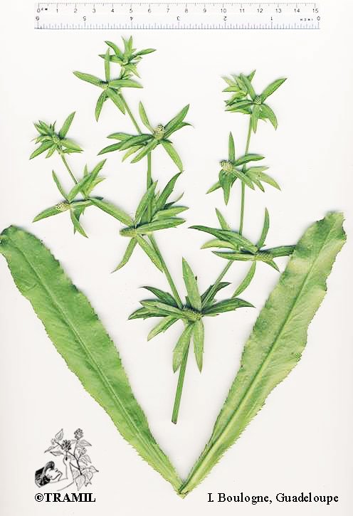 AgroNegocios: El Culantro Coyote,Cilantro Ancho (Eryngium Foetidum)