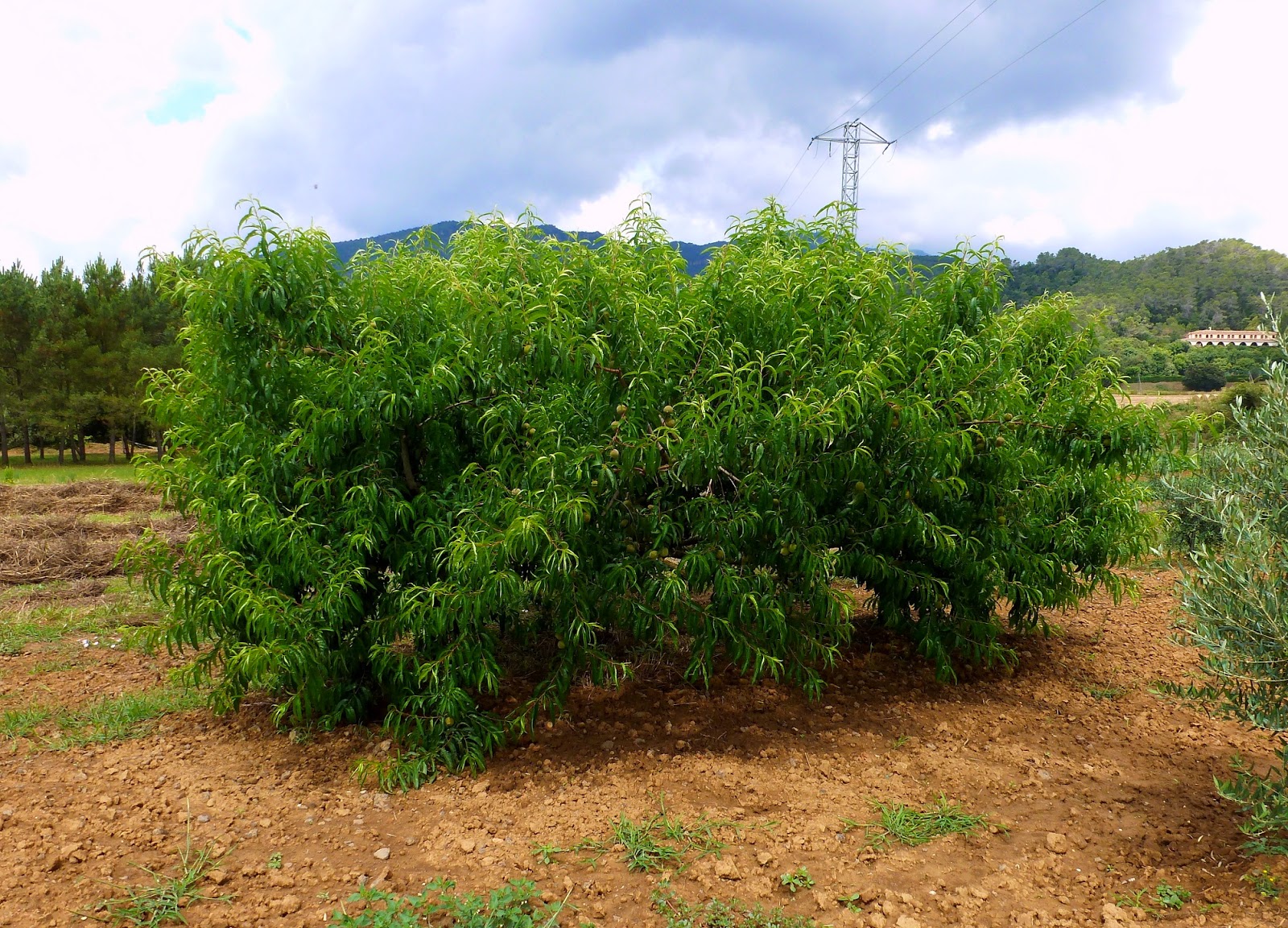 Árboles con alma: Melocotonero. Presseguer. (Prunus persica)