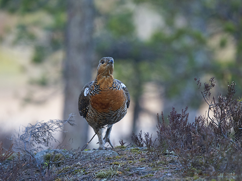 Torbjorn Martinsen: Leik - Røy, del 1