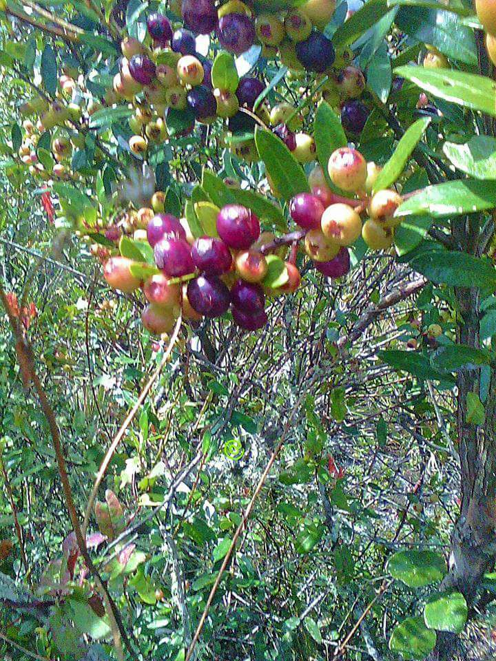 CAMINOS DE PEPE RUIZ: Un especie en extinción