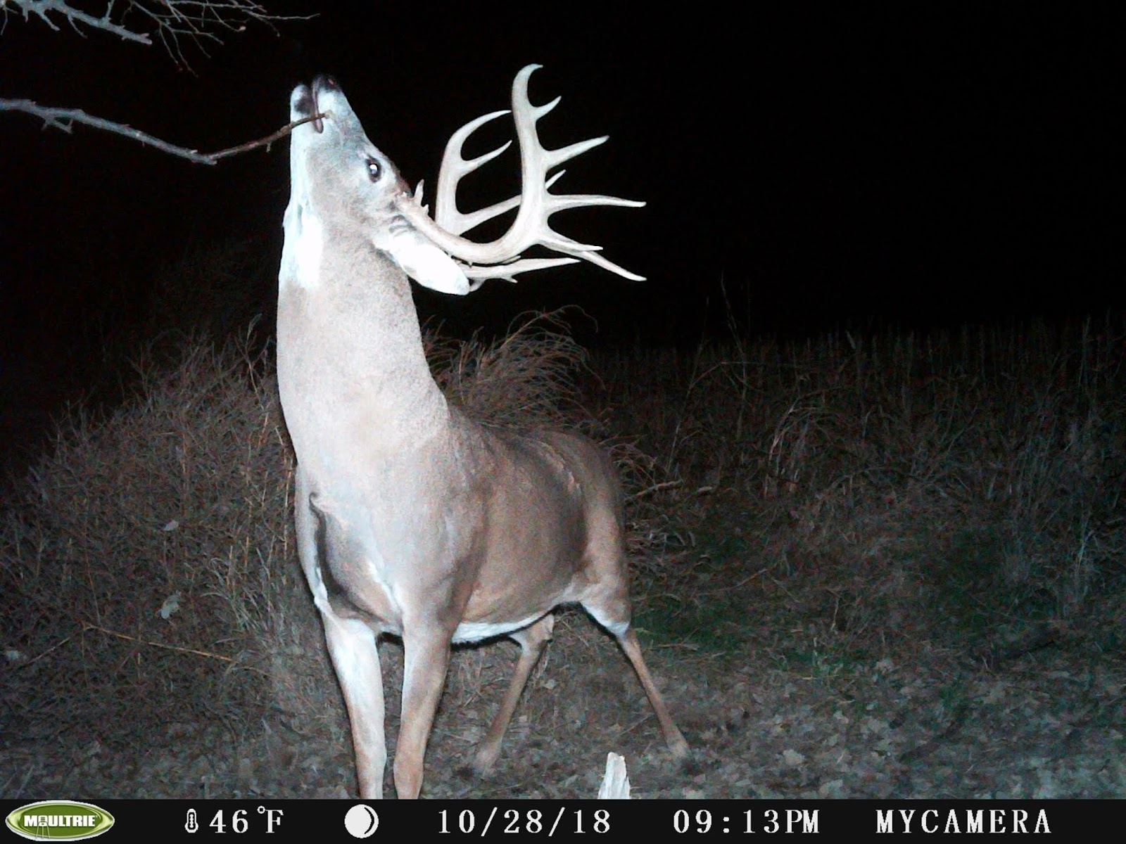 ANIMALS GONE WILD!: 2018