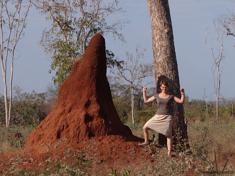 Mitoslavia: Owady społeczne