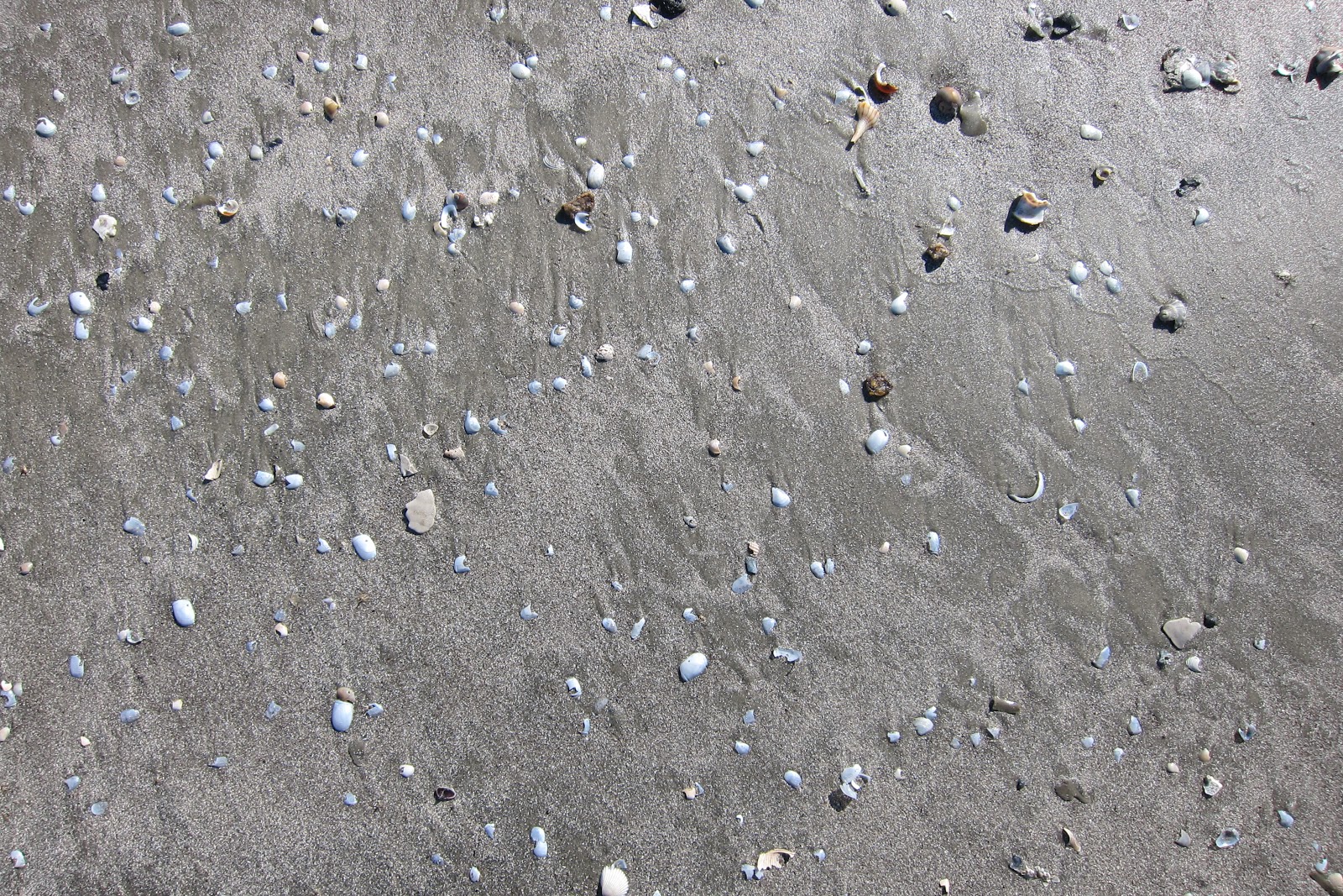 Chicken Creek Journal: Where Have All The Seashells Gone?