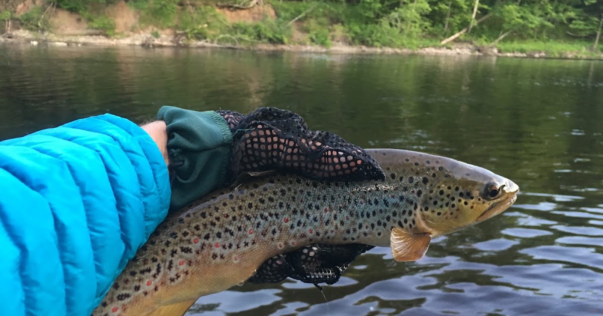 Hatches Busting Loose !!!! ~ Gray Drake and Trout and Eagle Lodge