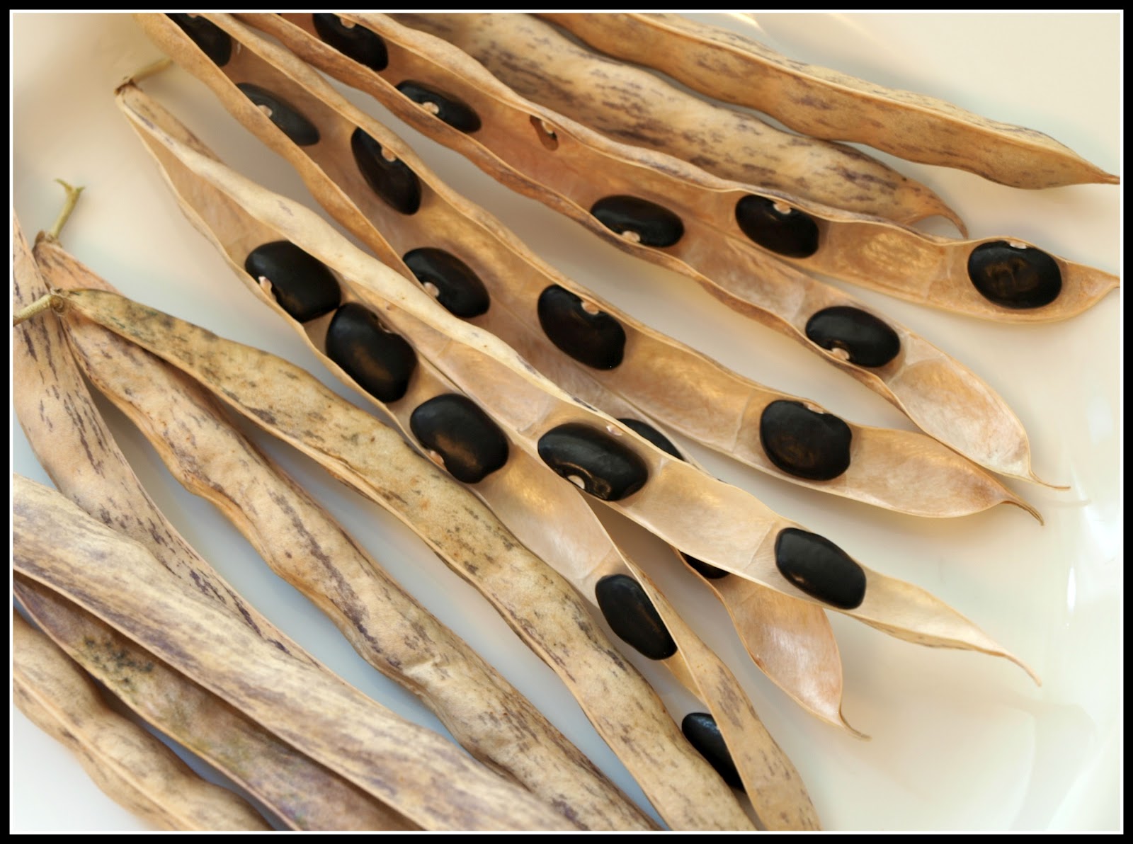Mark's Veg Plot: Beans galore!