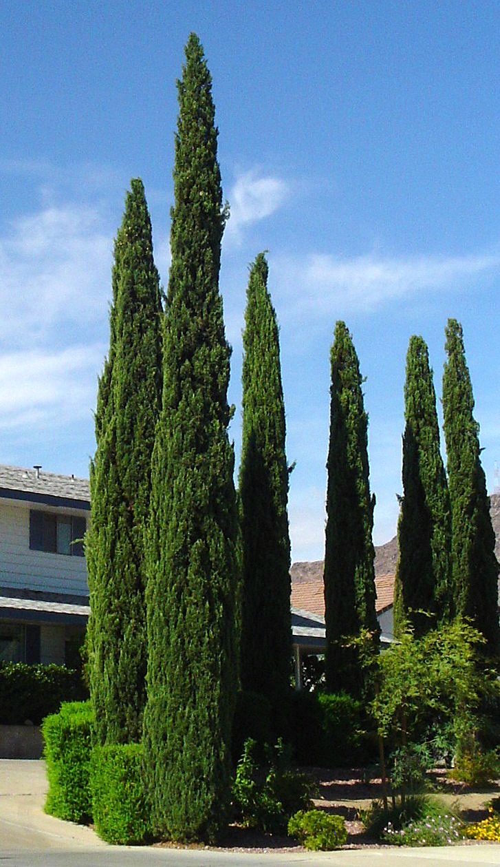 UM JARDIM ASSIM: ciprestes lindos...