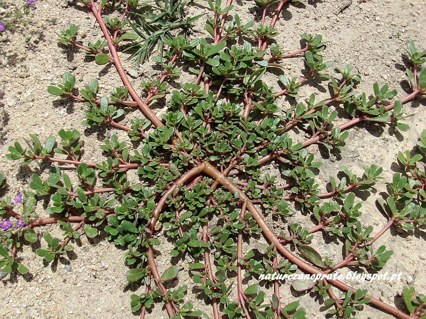 Natureza no Prato: Sopa de Beldroegas