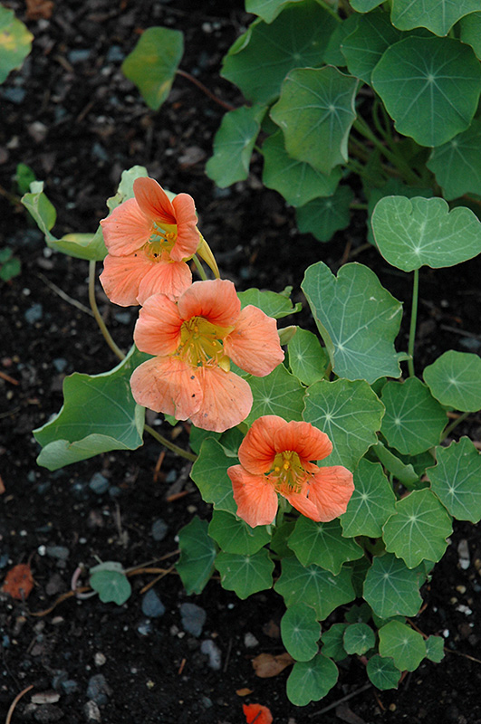 Seminte si plante de gradina hobby: Conduras-Tropaeolum majus