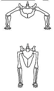 Mesozoic Musings at Jurassic Forest: What is a dinosaur?
