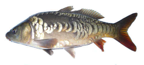 Pescar de crap: CRAPUL