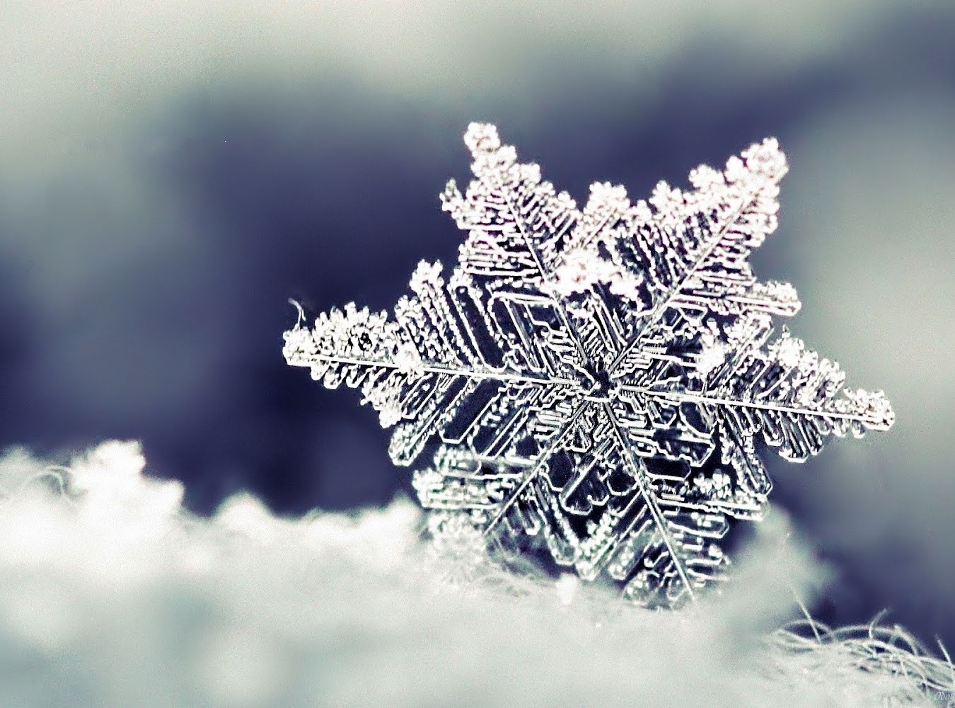 SANTS INNOCENTS: HIVERN