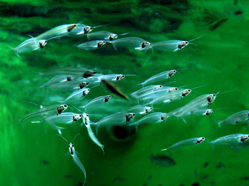 Mengenal Glass Catfish - ikan unik yang transparan ~ Aquascape Batang