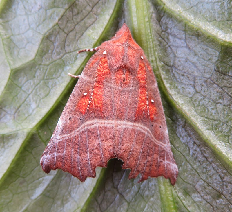 MERSEA WILDLIFE: SPRING MOTHS