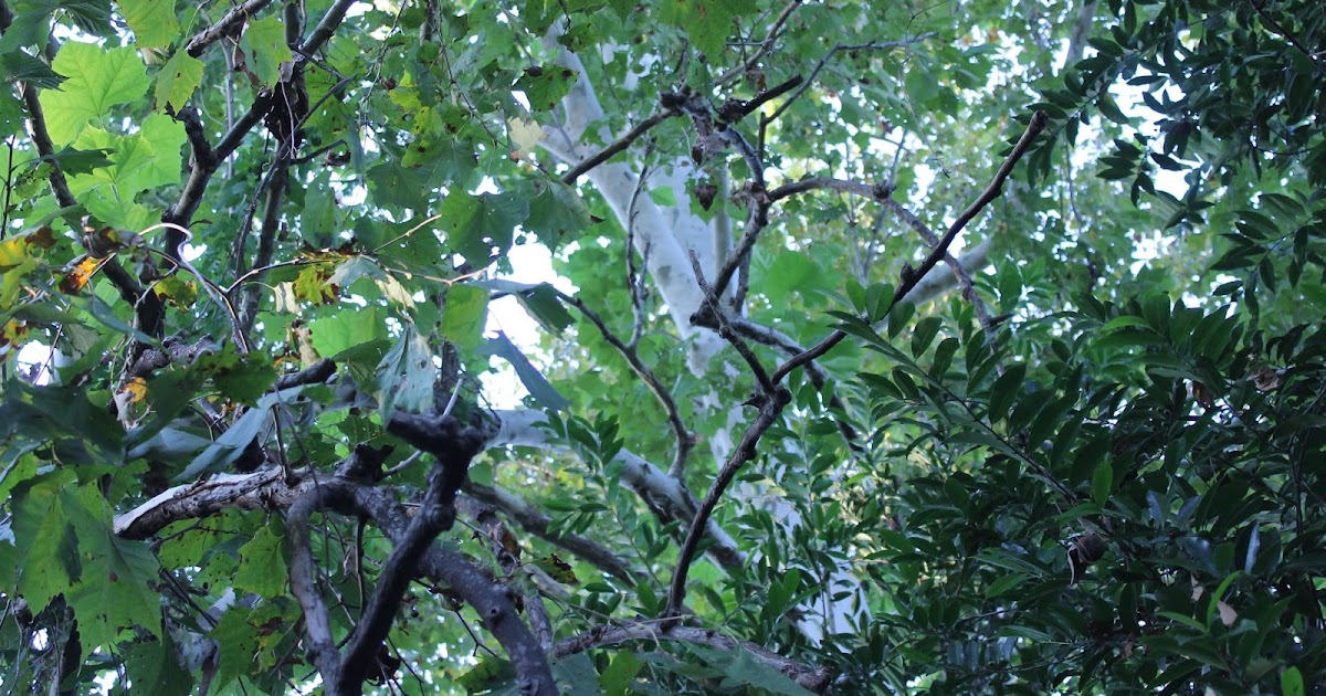 Little Itty Bitty Reading Room: Charlotte Mew "From a Window"