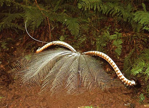 Amazing Lyrebird Mimics Everything | Amazing Creatures