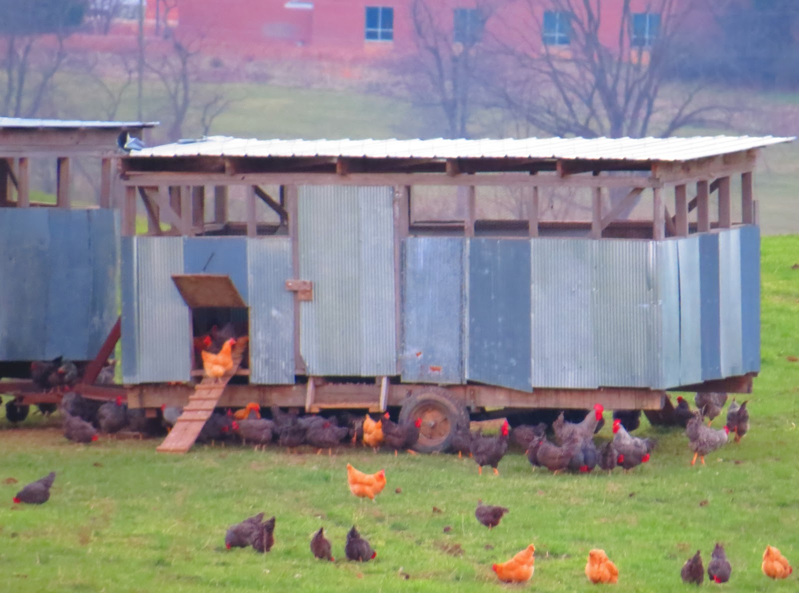 Let Your Light Shine: Trailer Park Chickens