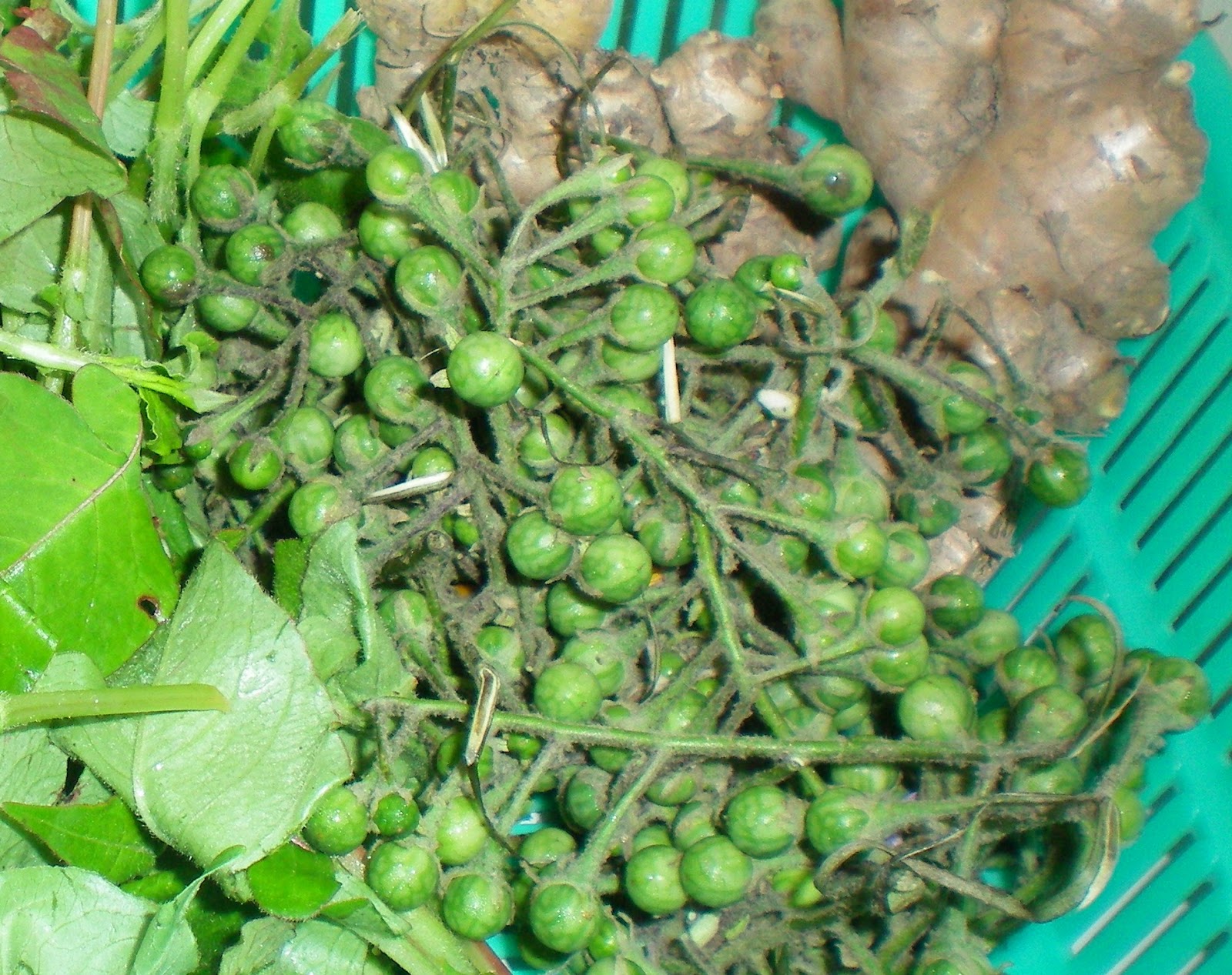 Exotic Herbs and Plants in Mao Naga Cuisine – Part II