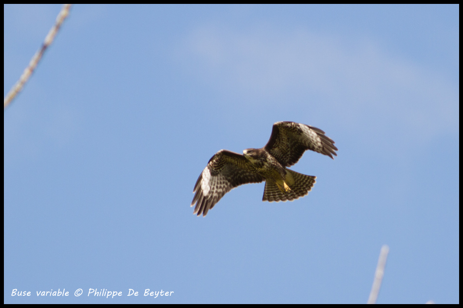 Comines Nature : Buse variable en vol ...