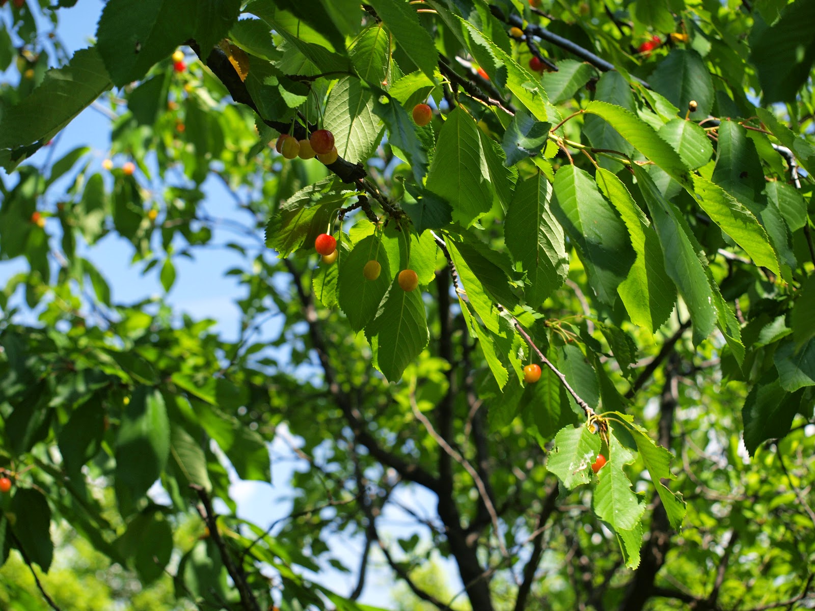 Flori de colt: Ode to my roots