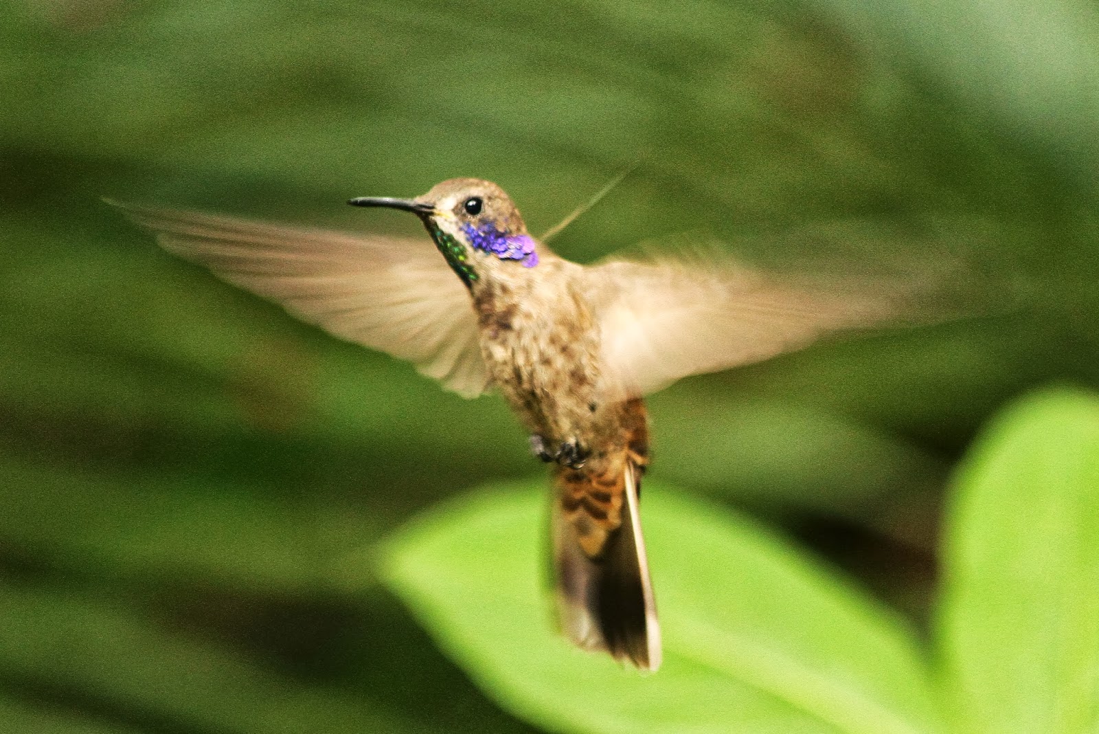 Nuestro bello mundo...: Hummingbirds, Colibris, Fotos tomadas en ...