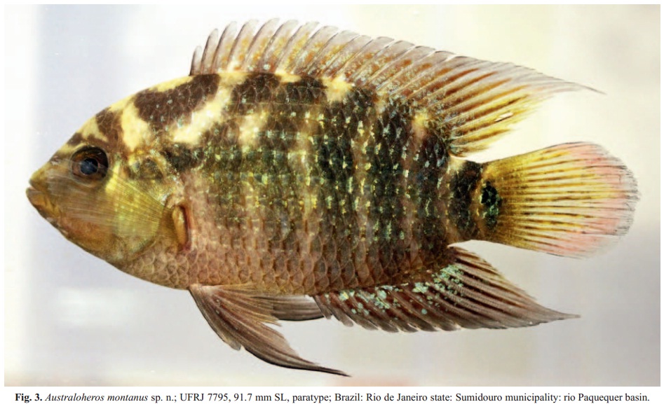 Species New to Science: [Ichthyology • 2012] Australoheros mattosi, A ...