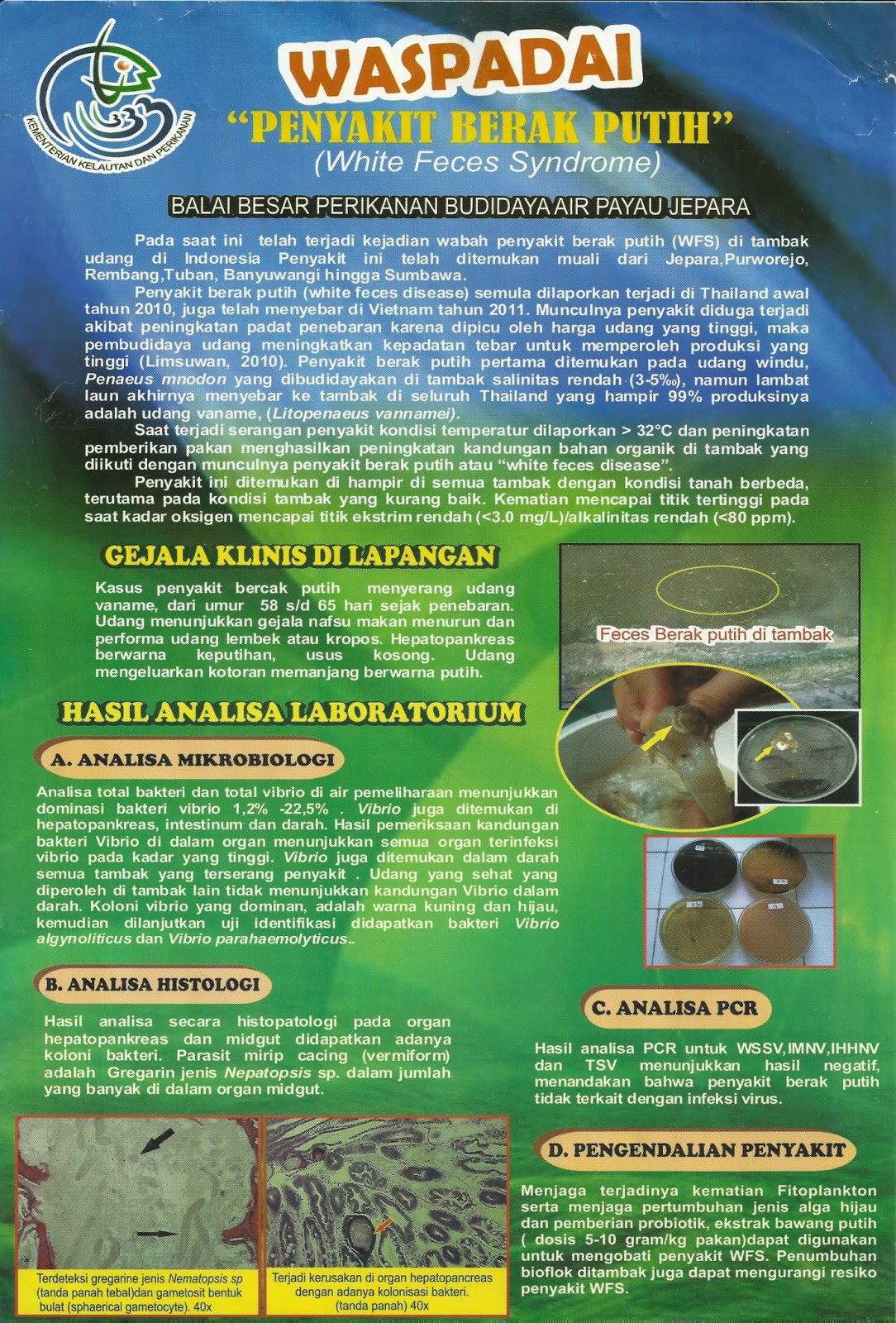 KOMUNITAS PENYULUH PERIKANAN: POSTER PENYULUHAN: PENYAKIT BERAK PUTIH ...