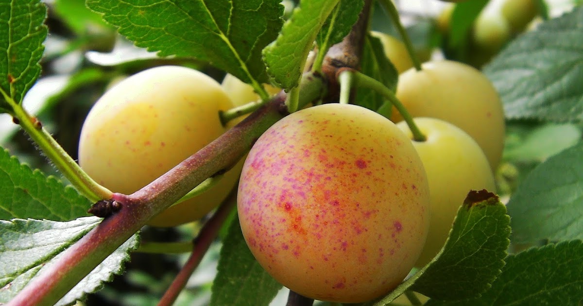 Les secrets de la taille et de la greffe des arbres fruitiers bio ...