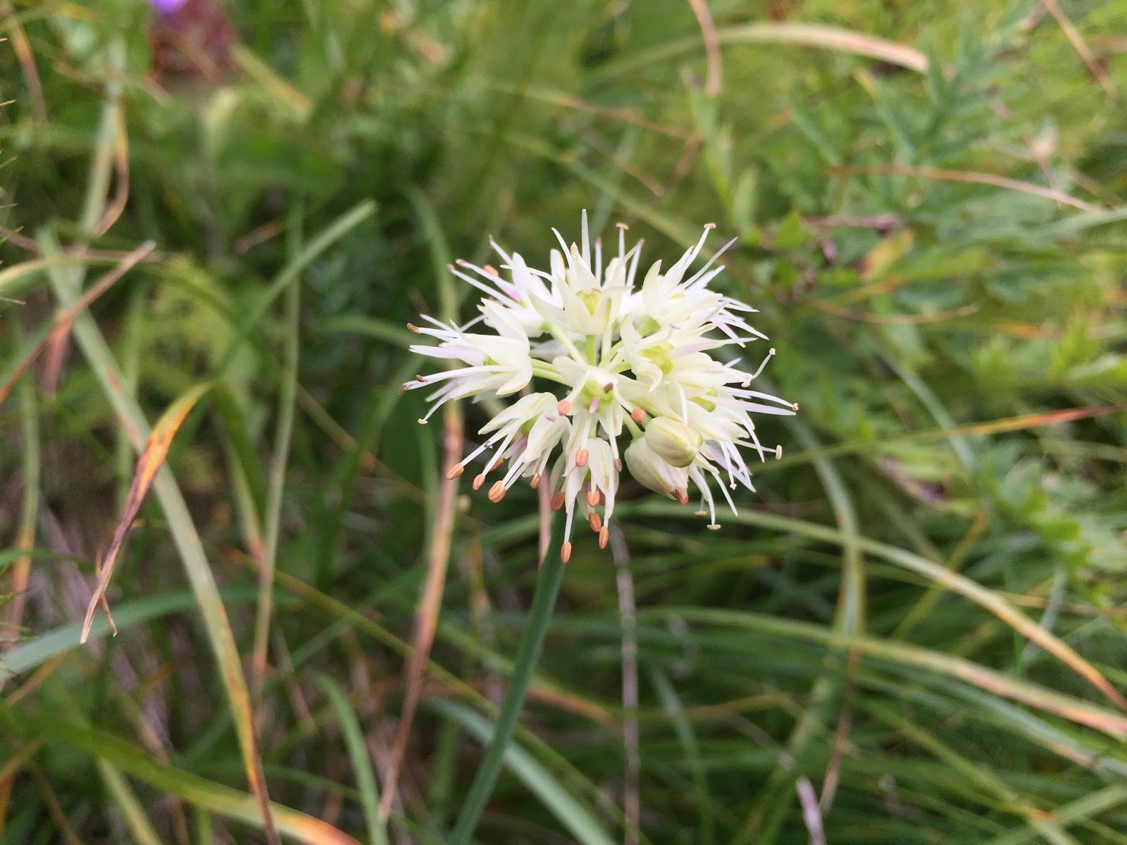 TravelMarx: A Five-Day Mountain Hut to Mountain Hut Hike in Triglav ...