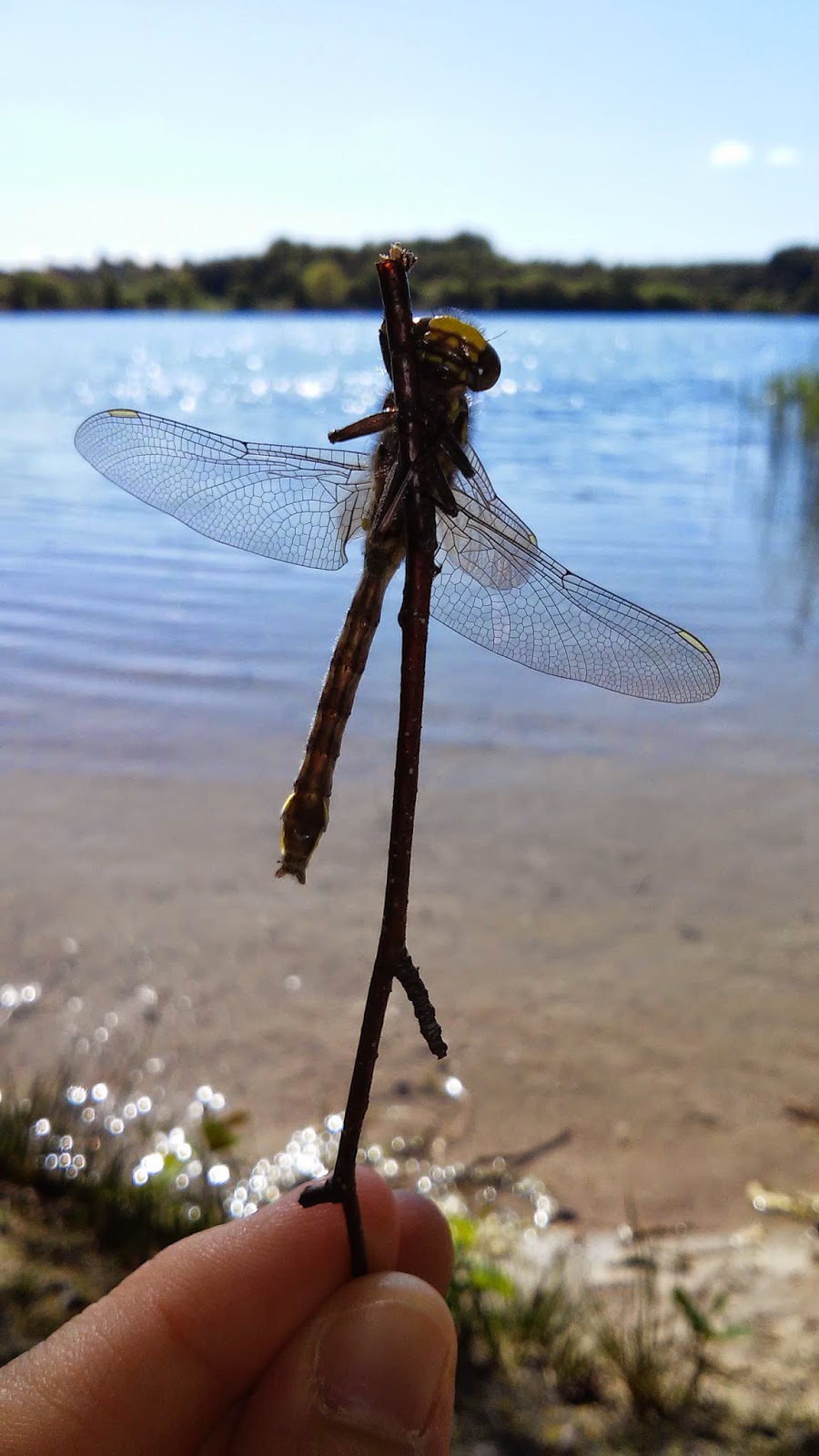 espressobonsai: トンボ (TONBO) - DRAGONFLY
