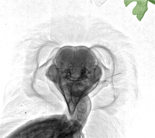 My Owl Barn: Colorized X-Ray Photographs By Arie Van't Riet