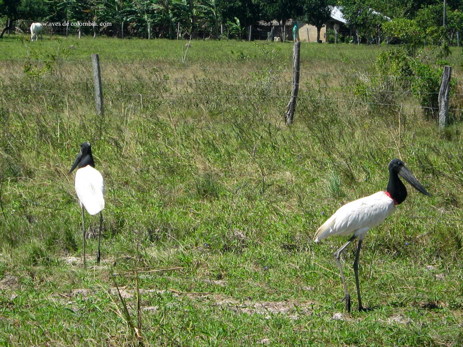 Aves de Colombia: GARZÓN SOLDADO