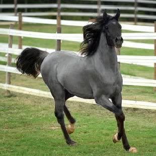 Hope and Horses: Horse Coat Colors: Roan