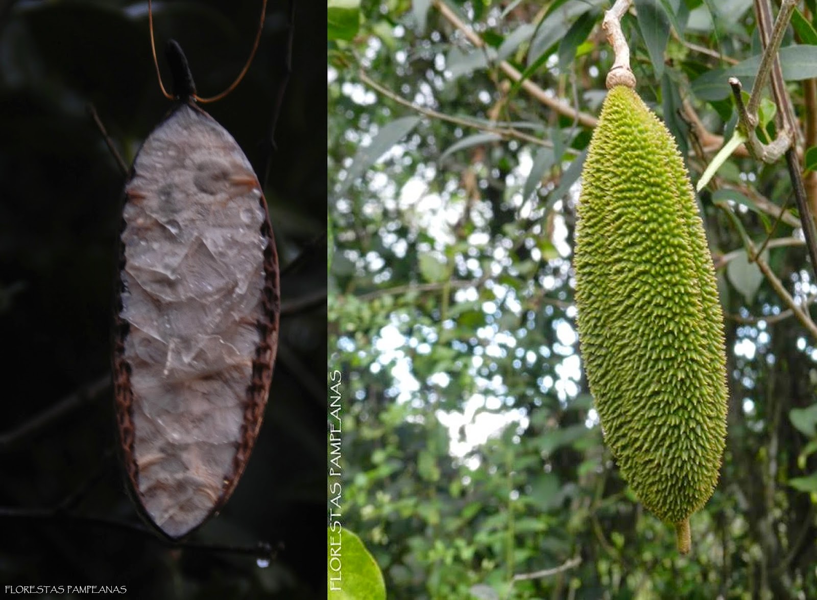 Florestas Pampeanas: FLORA PAMPEANA: ACA-BRO.