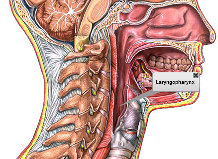 Understand to learn: Práctica 1: Estructuras que componen al tracto ...