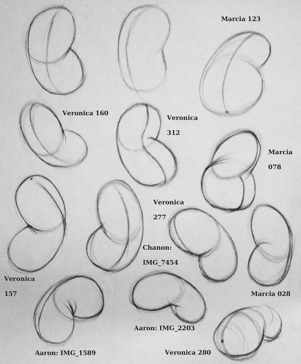 LCAD Portfolio Development