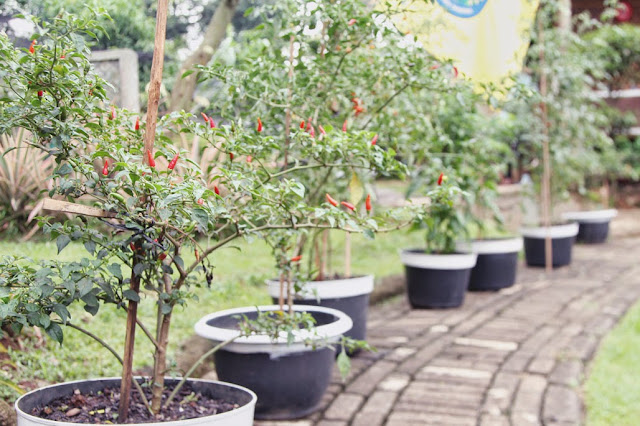 Cara Menanam Terbaru: Cara Menanam Cabe Di Pot