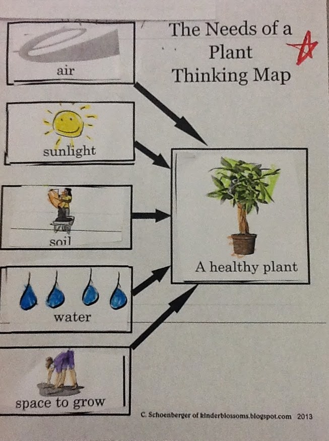 Christina's Kinder Blossoms: Plant Needs Thinking Map