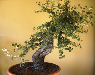 TOMEU MARTORELL... BONSAI: Quercus ilex (Encina).