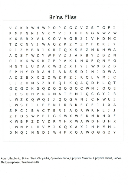 Fun in Great Salt Lake's Sun : Brine Flies Word Search
