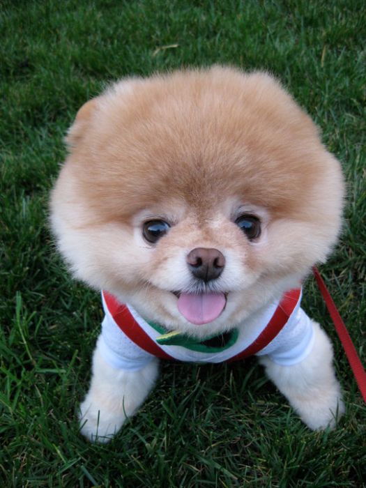 Nice Images | Wallpaper: Meet Boo the Cutest Pomeranian Dog