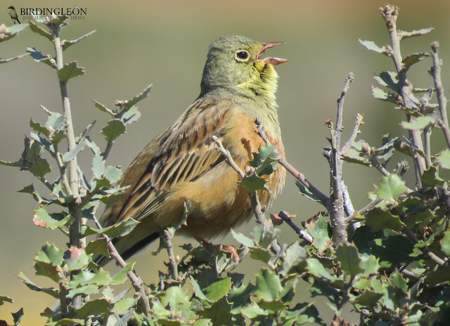 BIRDINGLEON: ¡La Maldición del ESCRIBANO HORTELANO!
