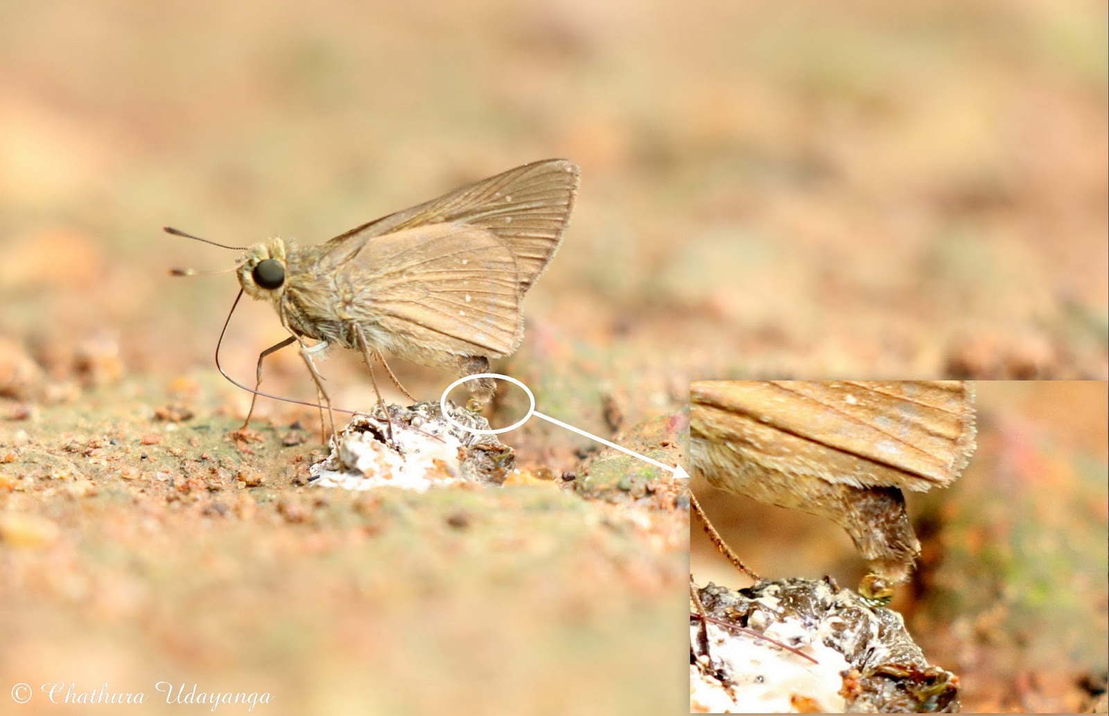 Nature Of Srilanka: Hesperiidae (49) (හෙස්පරයිඩේ කුලය )