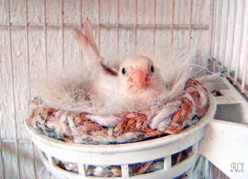 CON LA JAULA A CUESTAS: DESARROLLO DE UN POLLO DE CANARIO.