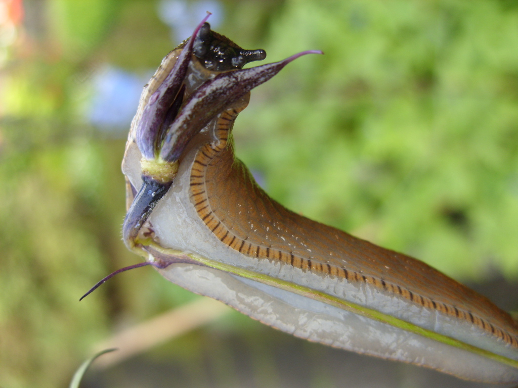 Kelli's Northern Ireland Garden: Slug Wars