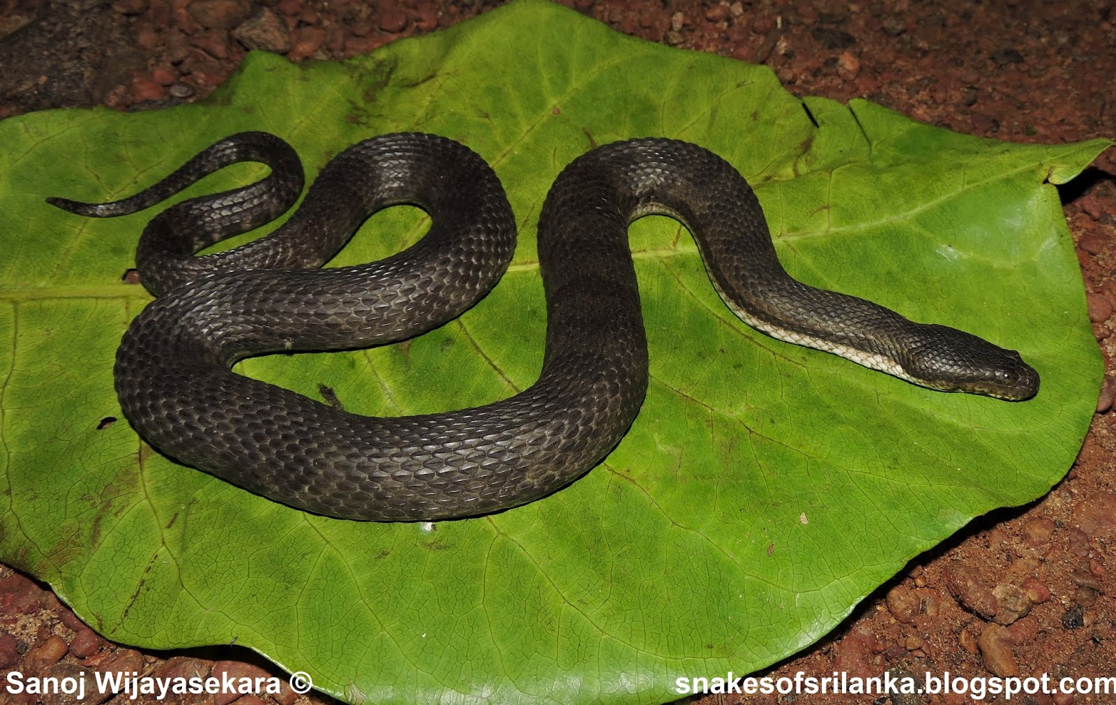 Dog-Faced Water Snake/කුණුදිය කලුවා (Cerberus rynchops-Schneider, 1799)