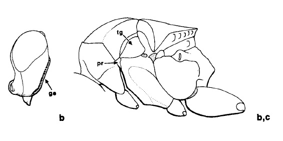 Family CHALCIDIDAE - Informasi Serangga