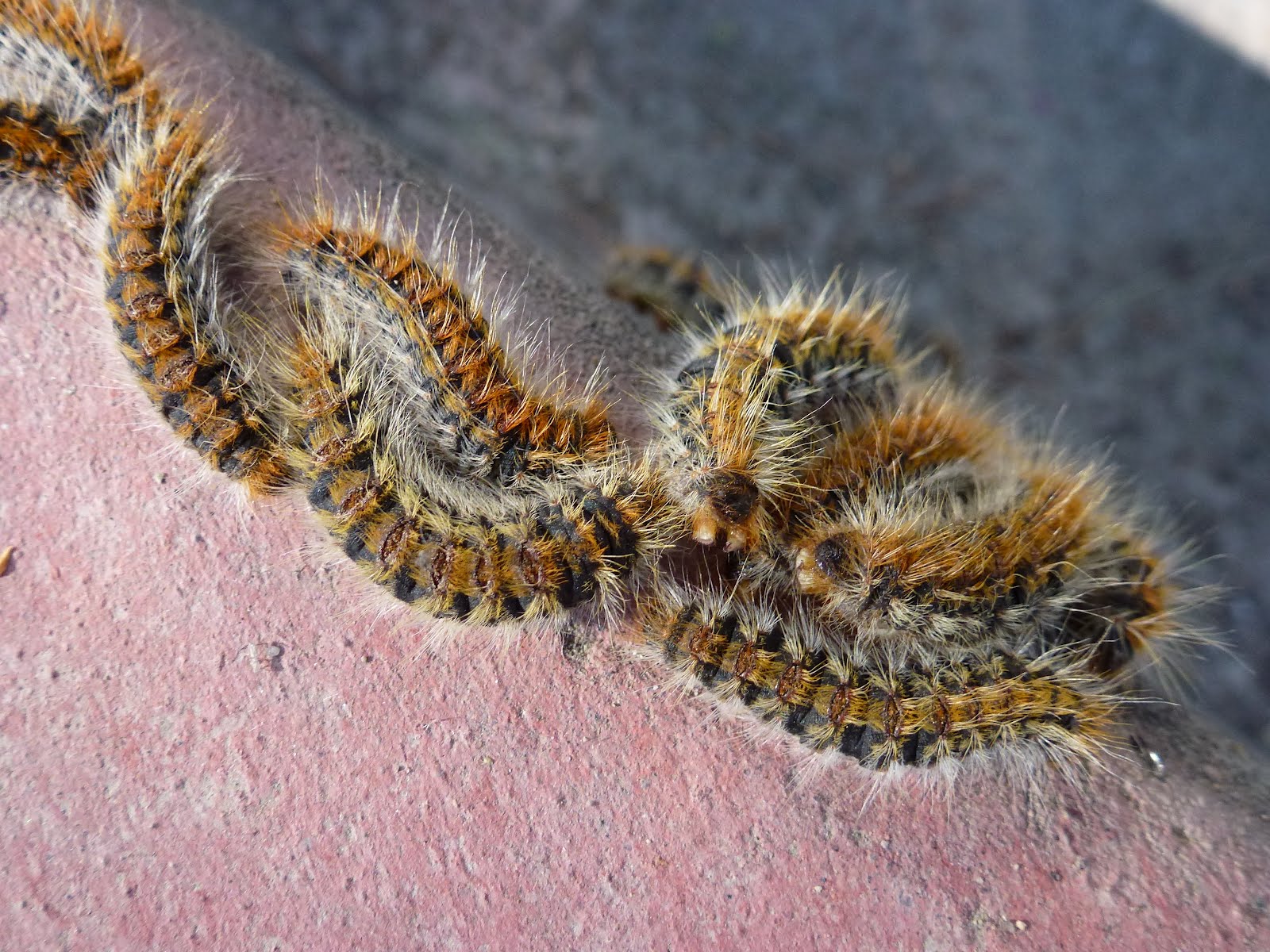 Olvera diary: Beware processionary caterpillars