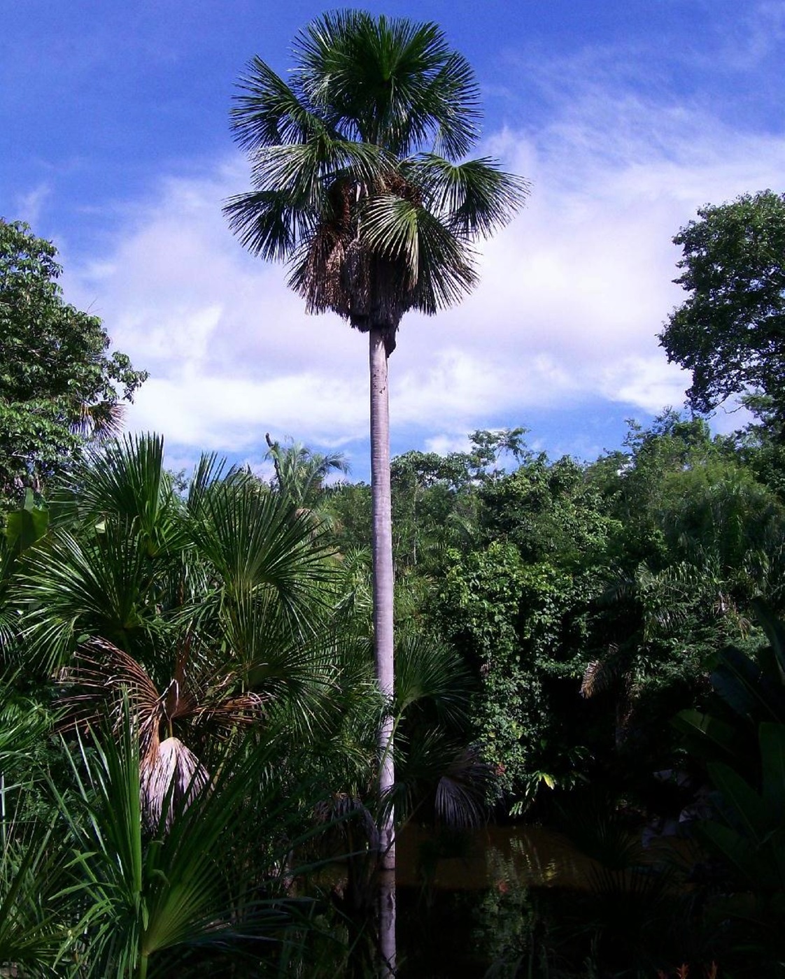 Blog do Edu Ambiental: Buriti