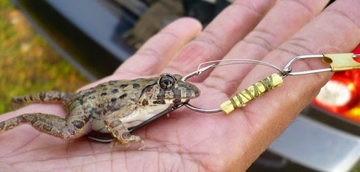 8 Jenis Umpan Hidup untuk Memancing Ikan yang Paling Jitu