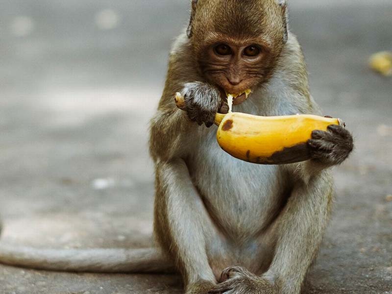 Cara Memanfaatkan Hewan Monyet